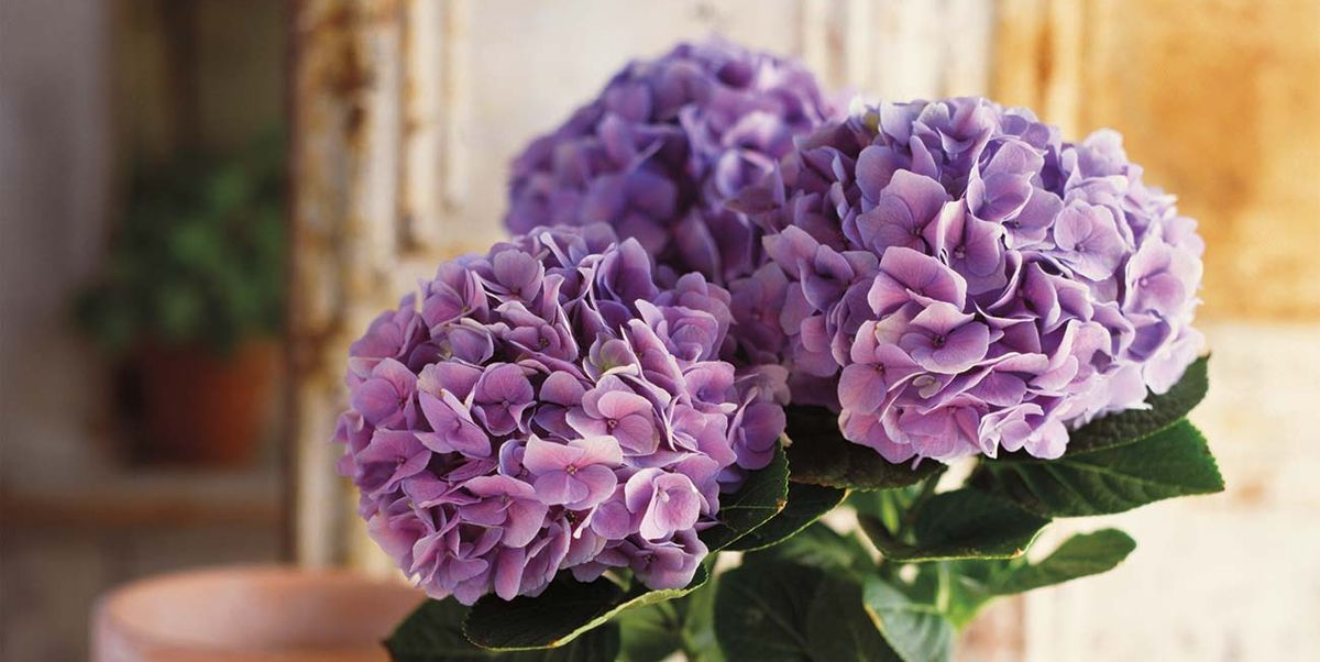 Pecci Arte Floral • Hortensias en casa la hija no se casa • Tradiciones